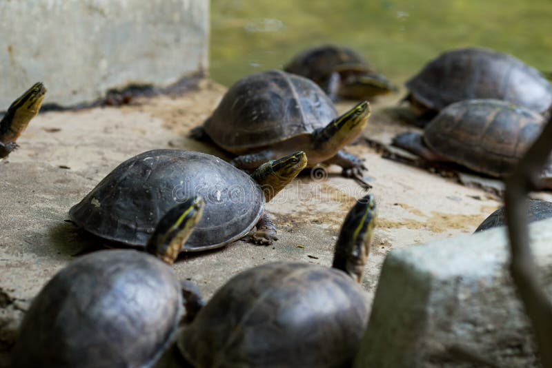 Turtle in turtles pond stock image. Image of nature, background - 93777207