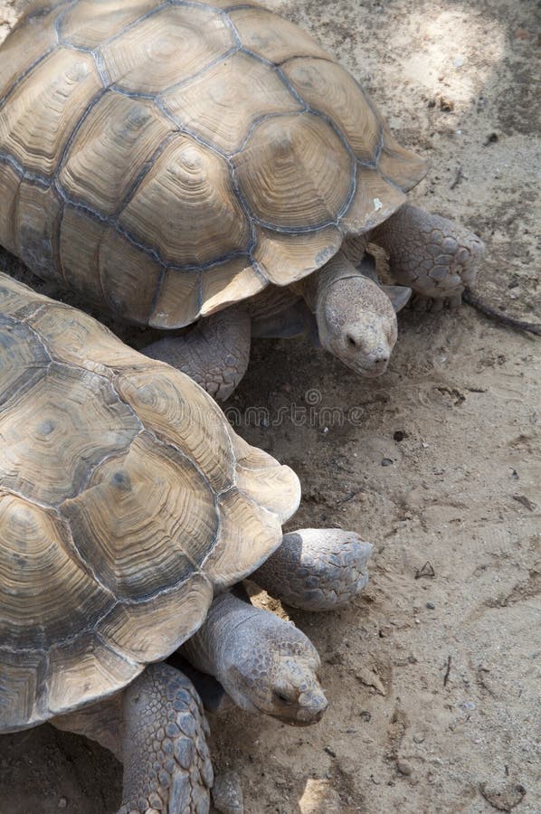 Turtle in driving stock image. Image of turtle, africa - 41781533
