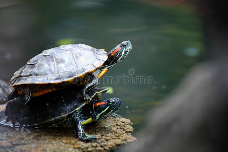 Yawning Painted Turtle stock photo. Image of herpetology - 33017274