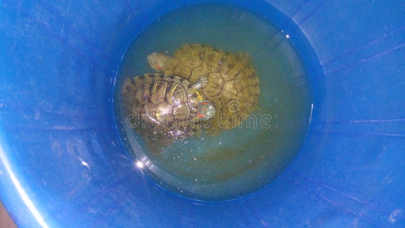 Turtle stock image. Image of turtle, bucket, live - 137054775