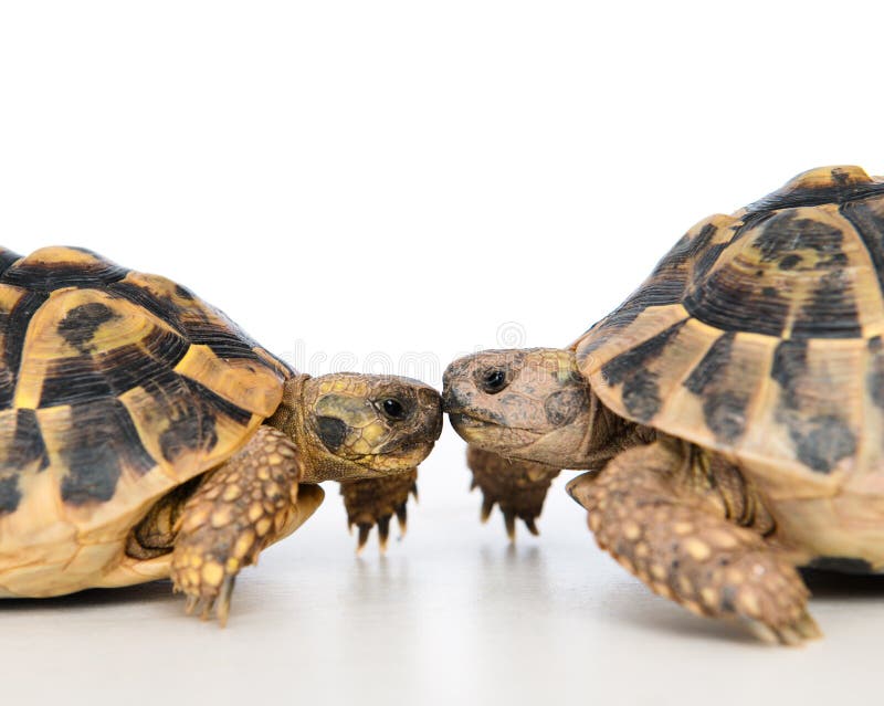 134 Two Turtles Love Stock Photos - Free & Royalty-Free Stock Photos ...