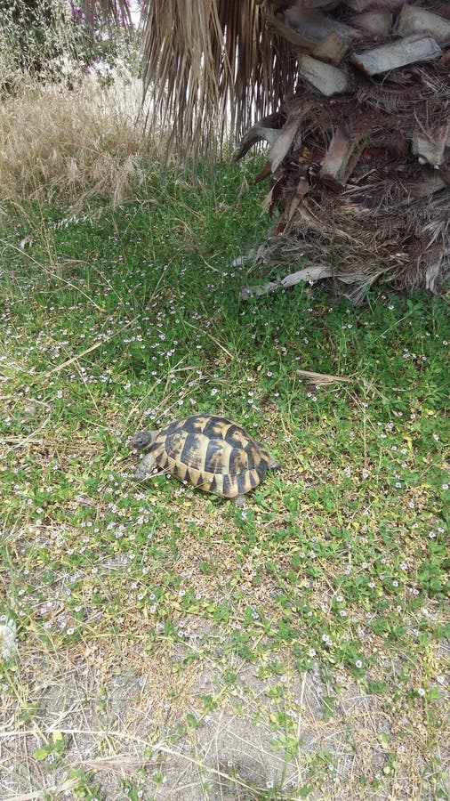 Turtle under the palm tree stock photo. Image of tortoise - 110505928