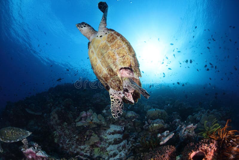 Turtle under the sea stock image. Image of close, paradise - 65373995