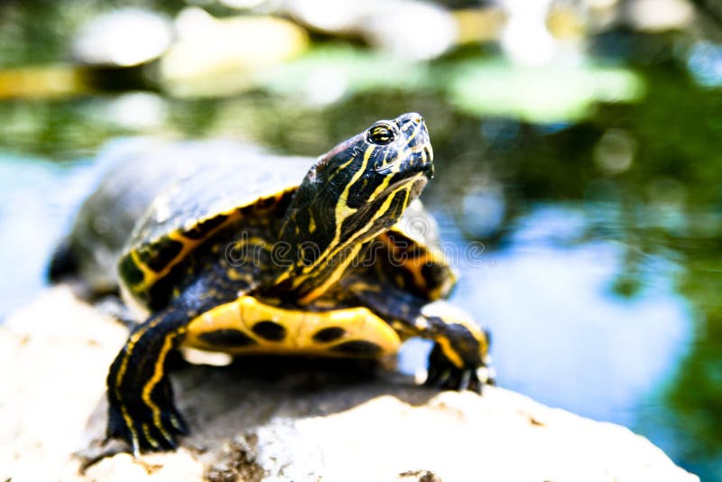 Turtle under the sun stock photo. Image of close, scripta - 3551142