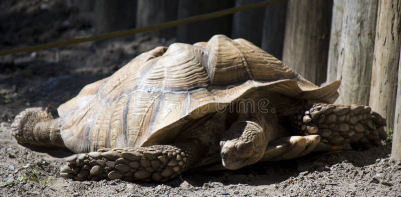 A turtle under the sun stock image. Image of reptile - 160670775