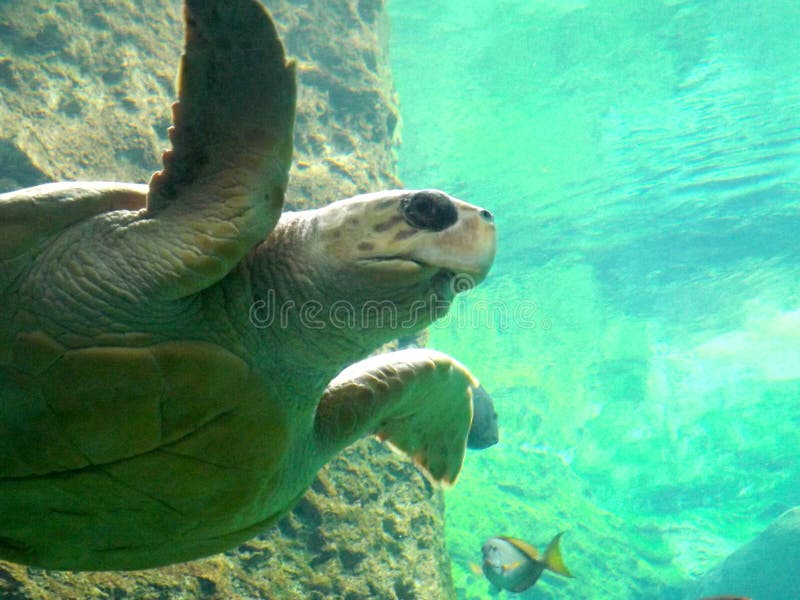 Turtle under the surface stock photo. Image of turtle - 139878406