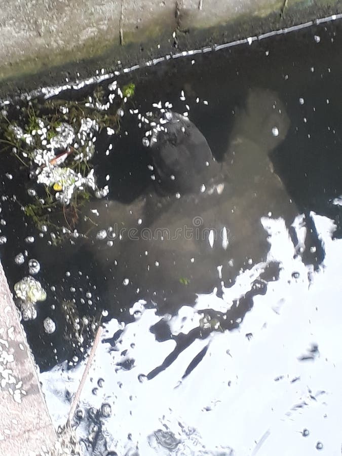 Turtle Under Water in Congaree National Park, South Carolina Stock ...