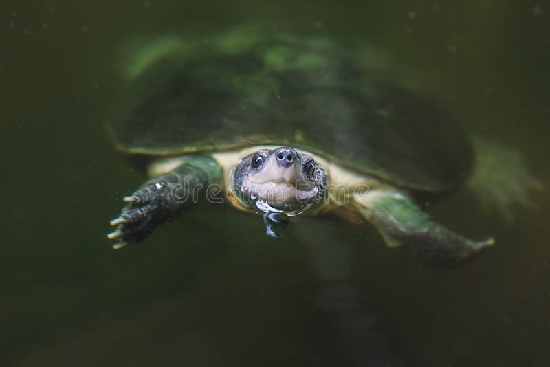 Turtle Under Water in Congaree National Park, South Carolina Stock ...