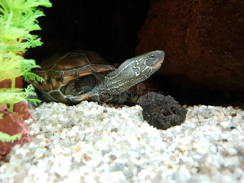 Turtle Under Water in Congaree National Park, South Carolina Stock ...