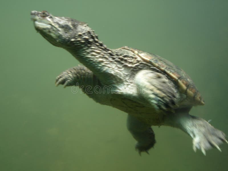 Turtle Underwater stock image. Image of flying, swim, nature - 5821375