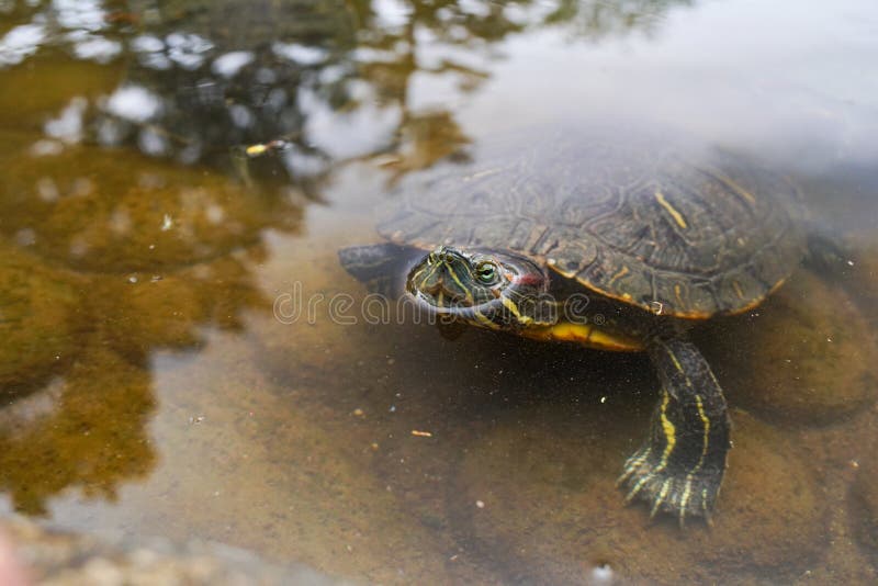 Turtle Popping Stock Photos - Free & Royalty-Free Stock Photos from ...