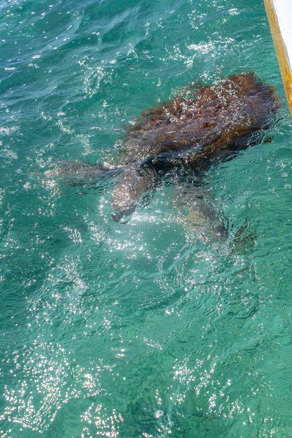 Turtle Underwater, Tulum, Quintana Roo, Mexico Stock Photo - Image of ...
