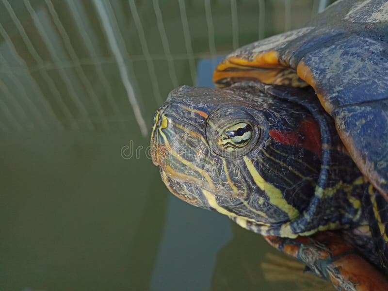 Turtle Up Close, Exotic Amphibious Animal Stock Image - Image of ...