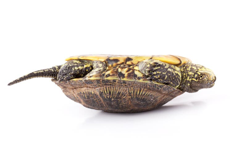 Turtle upside down stock image. Image of european, creature - 26808129