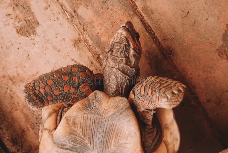 Turtle Upside Down Stock Photos - Free & Royalty-Free Stock Photos from ...