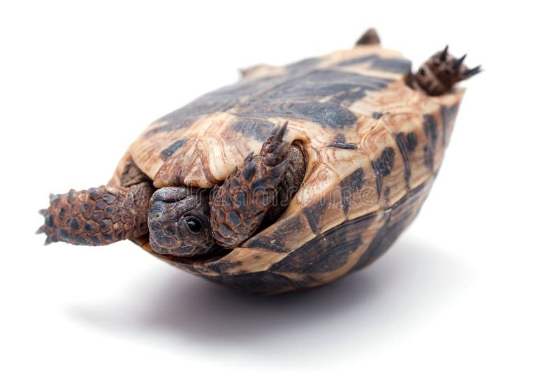 Turtle stock photo. Image of turtle, uncomfortable, hopelessness - 30448380