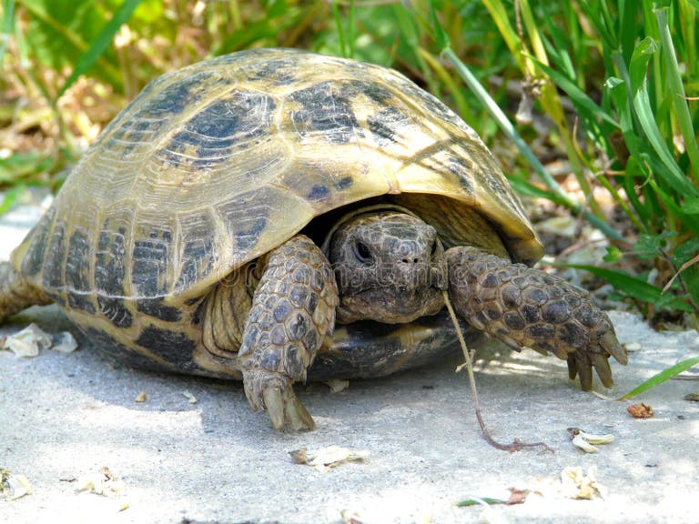 Turtle stock image. Image of nature, fauna, turtle, valley - 50300849