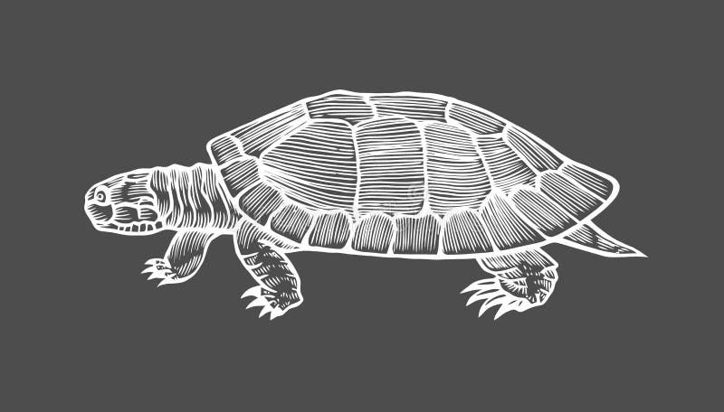 Turtle Etching Stock Illustrations – 213 Turtle Etching Stock ...