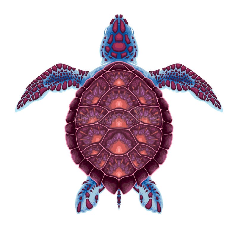 Turtle on Top View, Vector Isolated Animal Stock Vector - Illustration ...