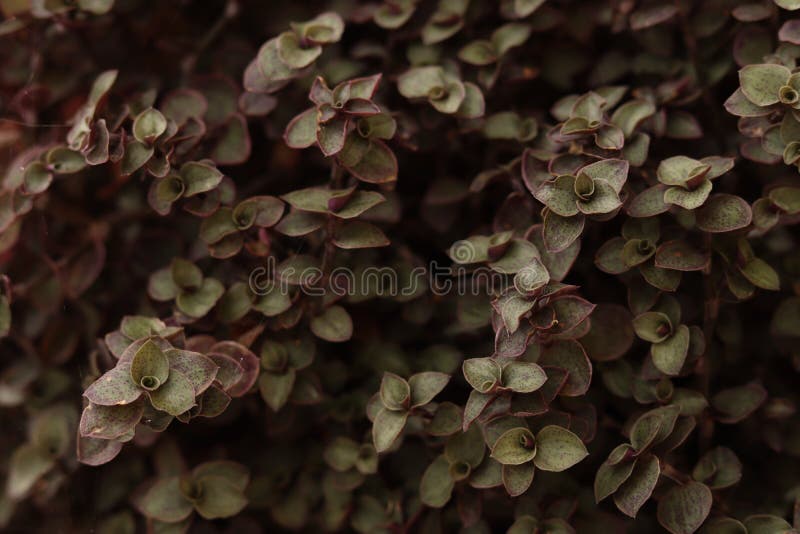 Turtle Vine Creeping Plant Inch Plant Background Stock Photo - Image of ...