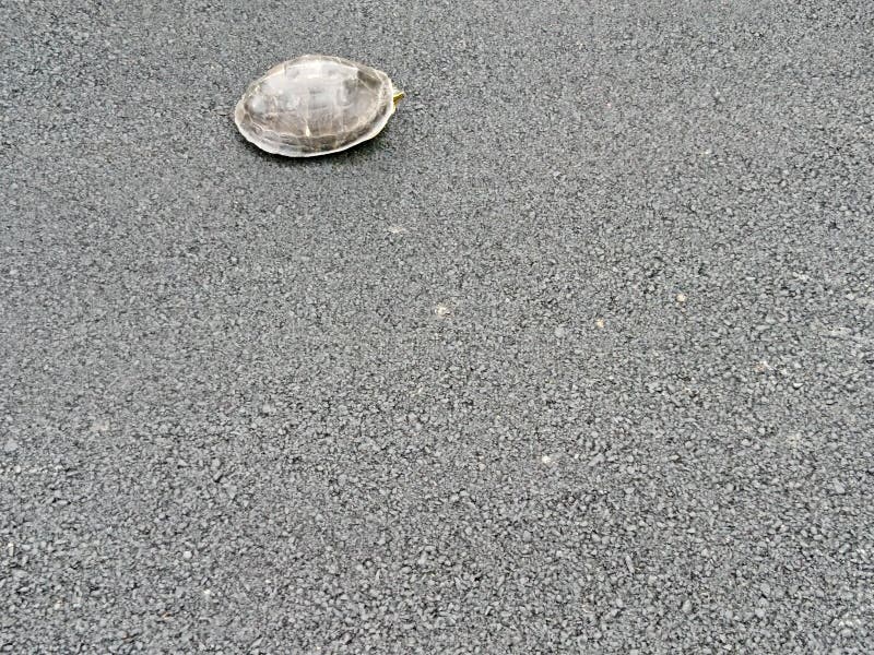 343 Turtle Concrete Stock Photos - Free & Royalty-Free Stock Photos ...