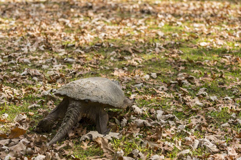 Turtle Walking in Autumn stock photo. Image of fall - 101344640