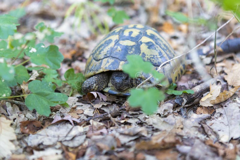 Turtle Walking on a Forest Path Stock Image - Image of park, natural ...