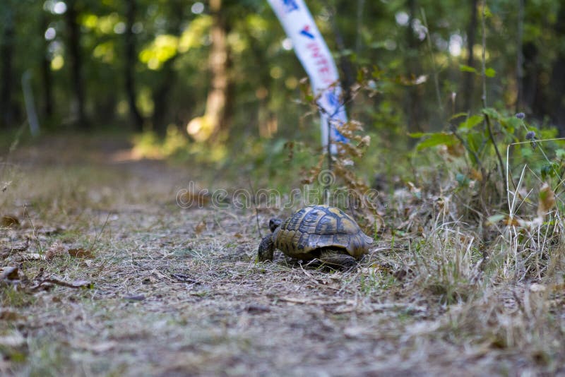 Turtle Walking on a Forest Path Stock Image - Image of amphibian ...