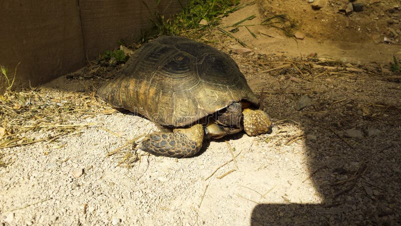 Turtle Walking on a Forest Path Stock Image - Image of national ...