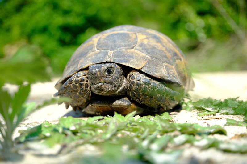 Turtle stock image. Image of tortoise, blood, head, wildlife - 278939685