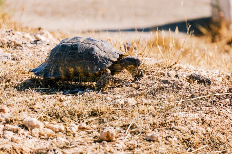 Turtle Walking in Grass, Wildlife Animals Stock Image - Image of huge ...