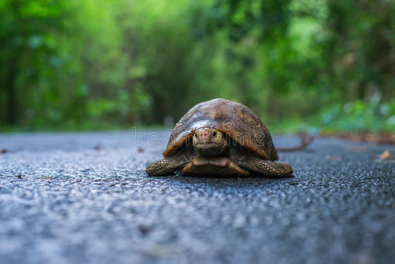 Turtle walking stock photo. Image of crawling, walking - 40518450