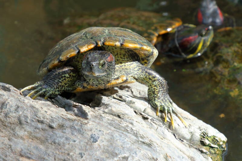 Turtle walking on stones stock photo. Image of shell - 290168968