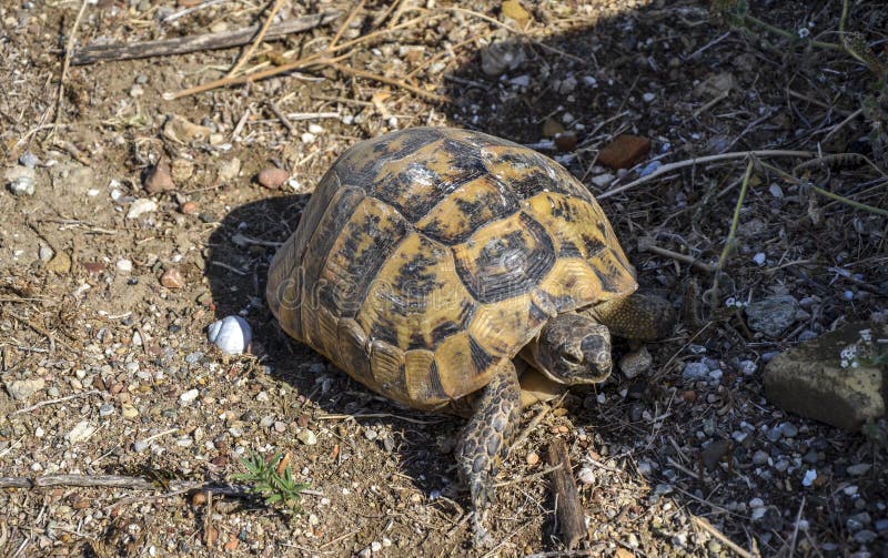Turtle Walks in Dry Grass on a Summer Day Stock Photo - Image of green ...