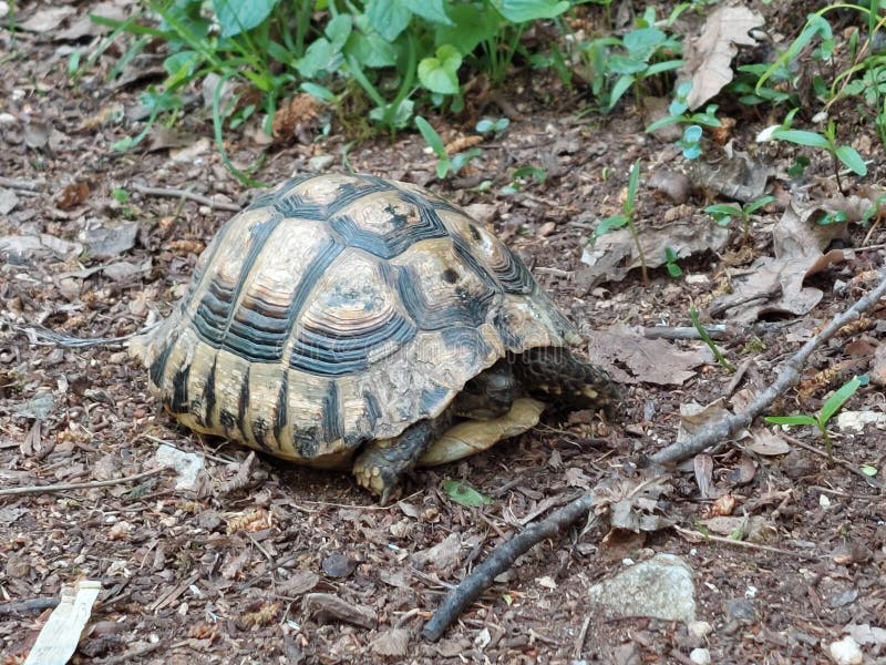 A Turtle Walks on the Ground Hidden in Its Shell Stock Image - Image of ...