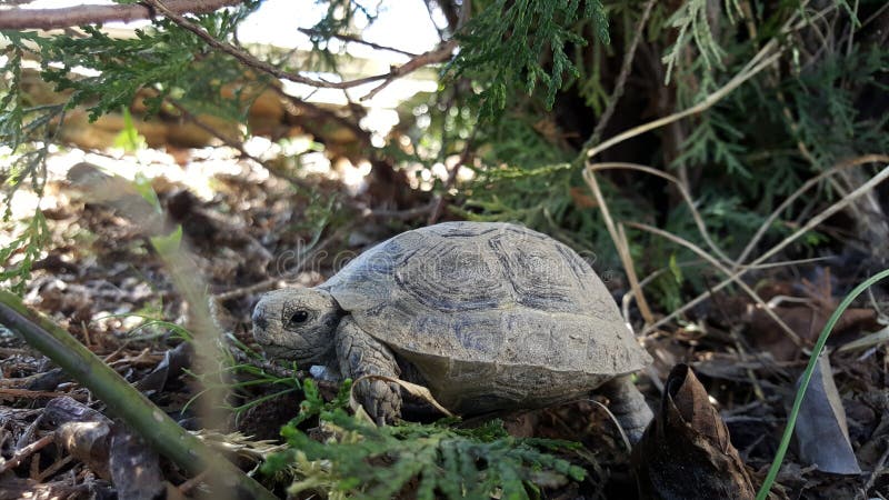 Turtle Wandering through the Bushes Stock Photo - Image of outdoor ...