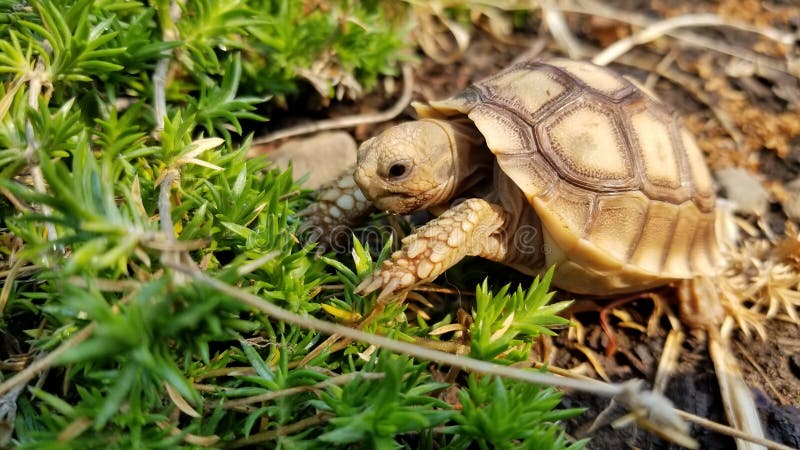 Turtle Wandering stock image. Image of wandering, grass - 123874669