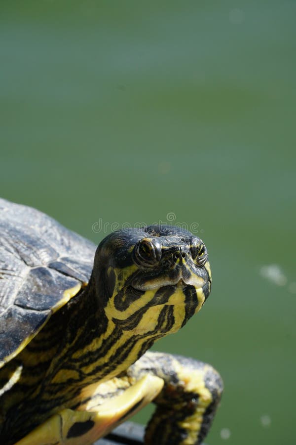 Turtle warming in IOR Park stock image. Image of invertebrate - 249930555
