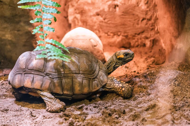 Turtle is Warming Up in the Sand Stock Photo - Image of shell, life ...