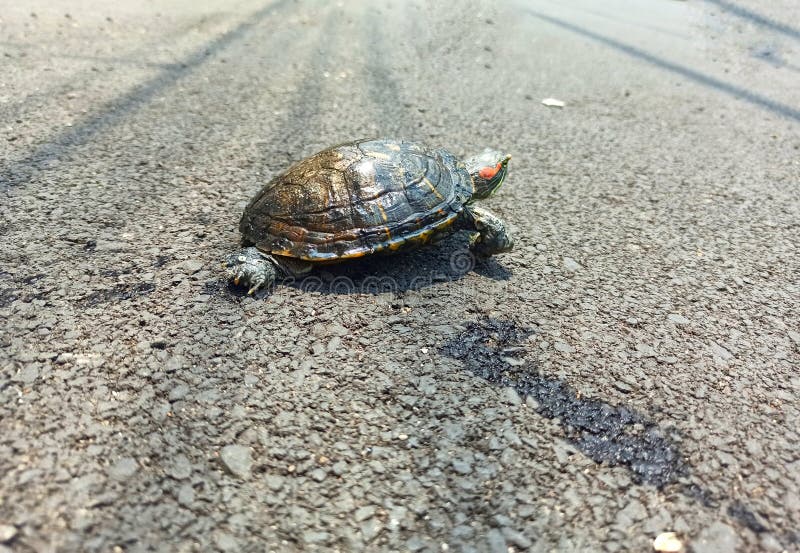 The Turtle Was Taken from the Ditch Stock Photo - Image of life, animal ...