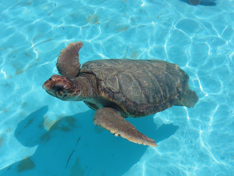 Turtle stock image. Image of nature, water, animal, turtle - 106980847