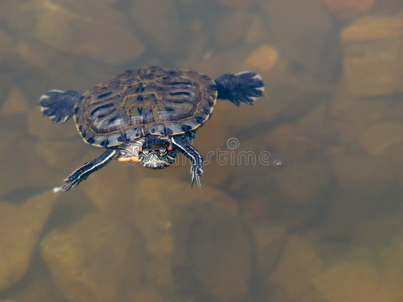 Turtle and water stock image. Image of beach, green, wildlife - 16458553