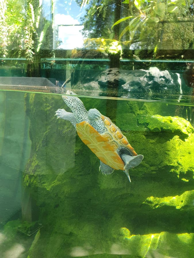 Turtle in water stock photo. Image of turtle, tree, green - 230032314