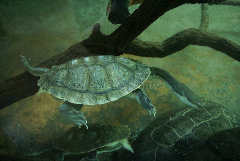Turtle in water stock image. Image of green, tail, captive - 2897619