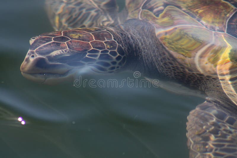 Turtle in water stock image. Image of seascape, reef - 46312021