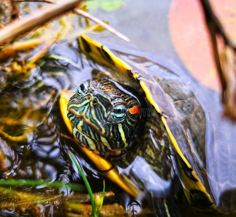 Turtle in the water stock photo. Image of water, animal - 117951432