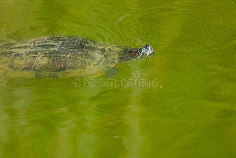 Turtle at the Sea in Kassandra, Greece Stock Photo - Image of shore ...