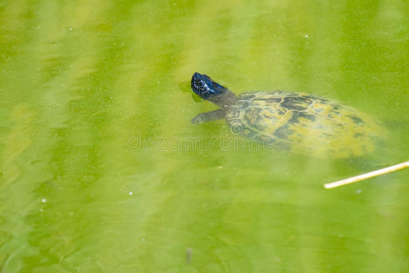 Turtle at the Sea in Kassandra, Greece Stock Photo - Image of ...