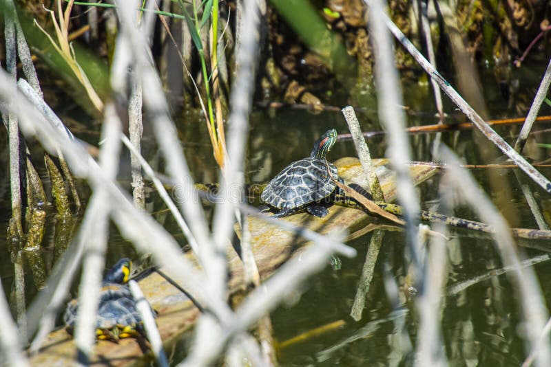 Turtle at the Sea in Kassandra, Greece Stock Image - Image of transalpina, peninsula: 186231883