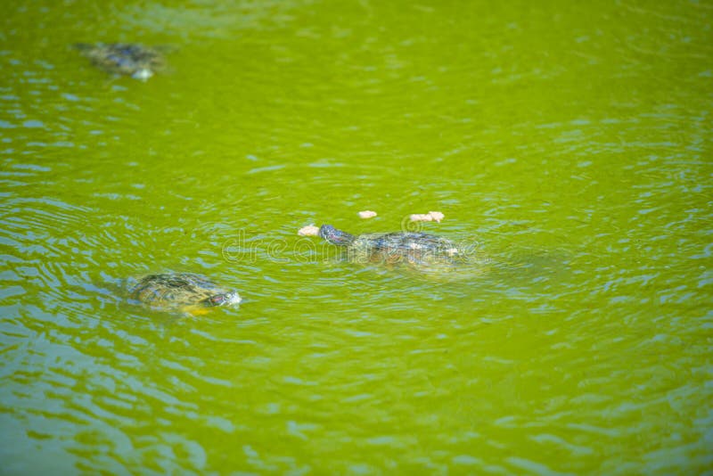 Turtle at the Sea in Kassandra, Greece Stock Image - Image of lake ...